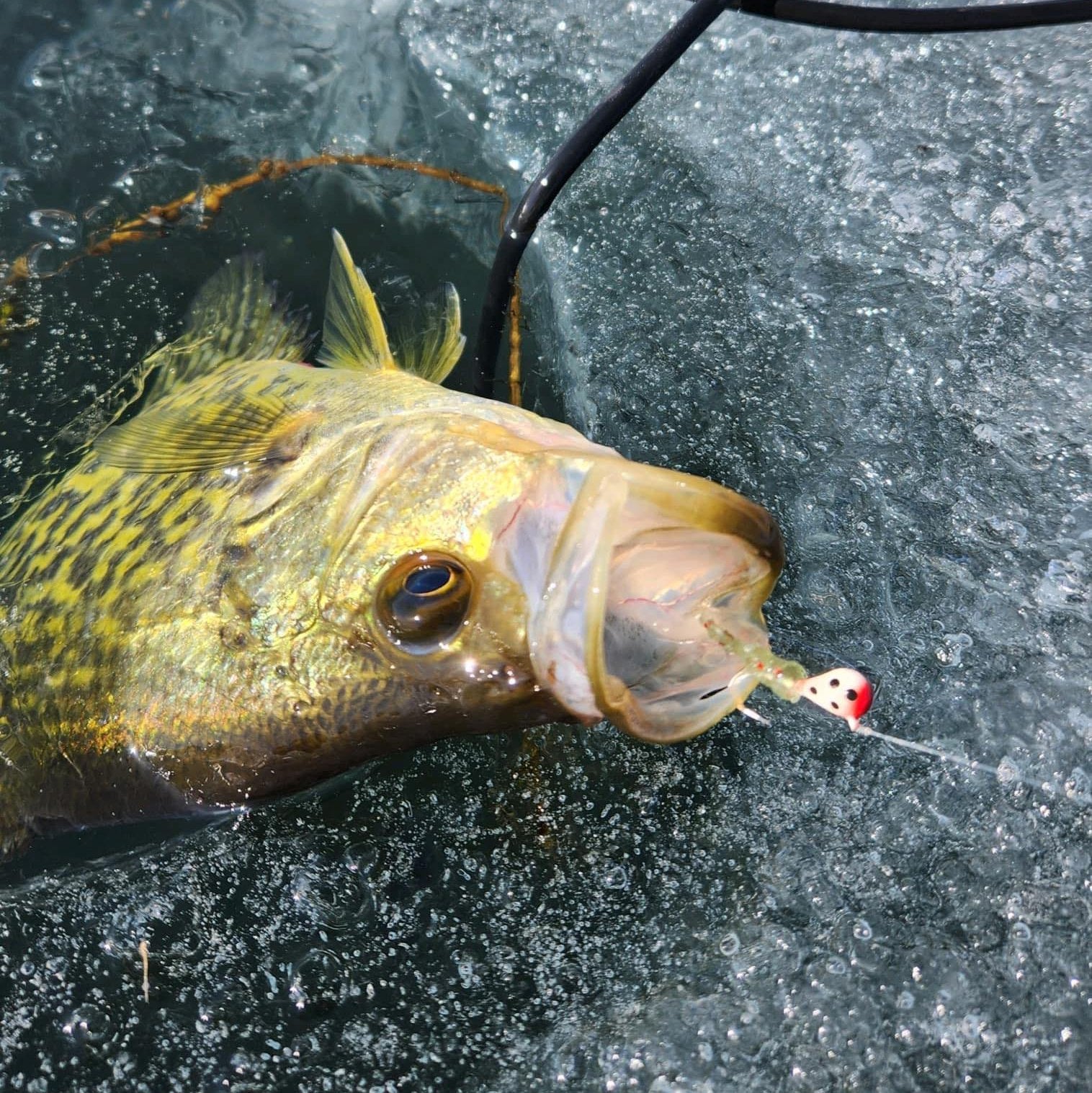 Trav Powers Tackle Co. – TPTackleCo
