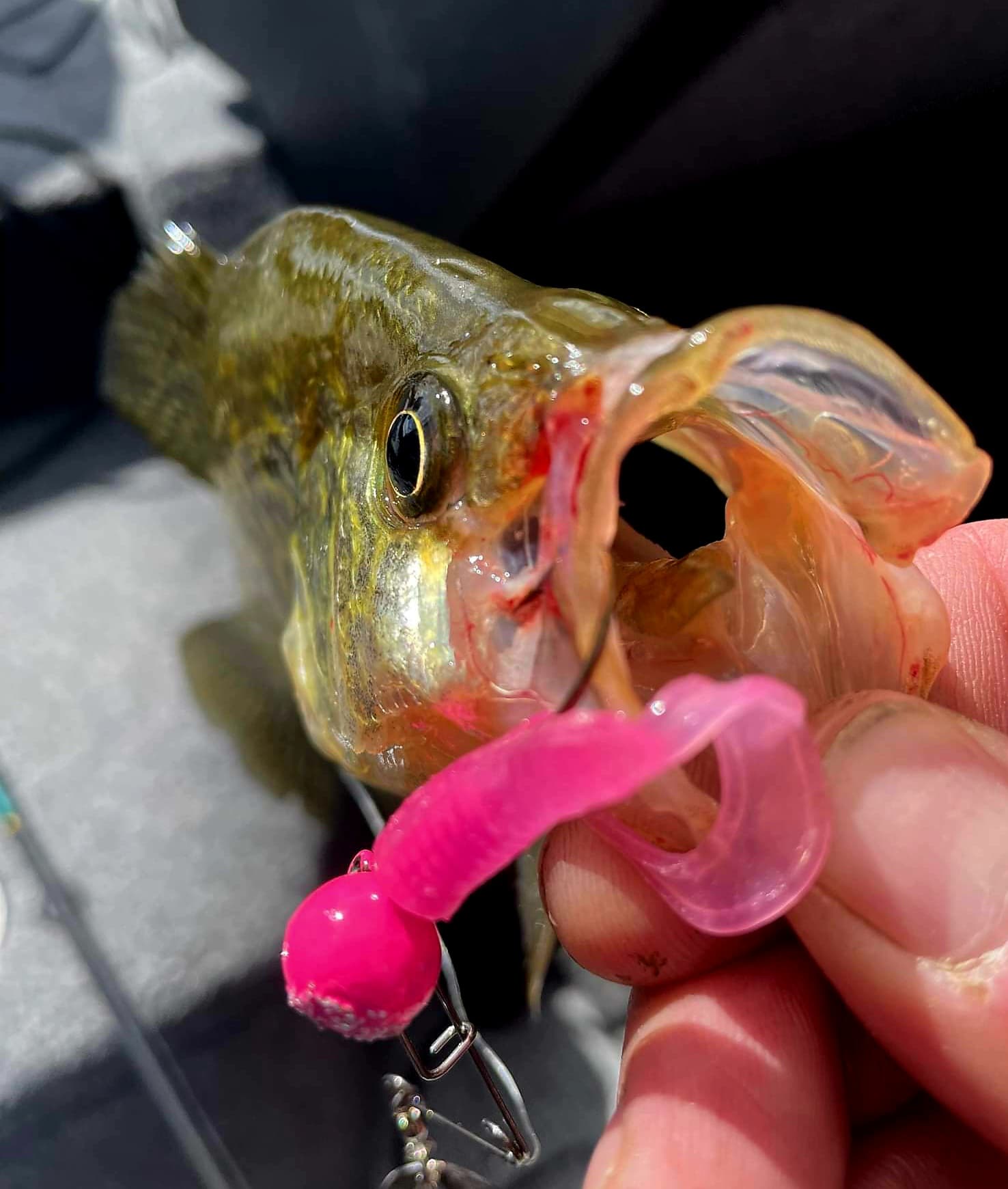 Ice Plastic Toxic Tadpole – TPTackleCo